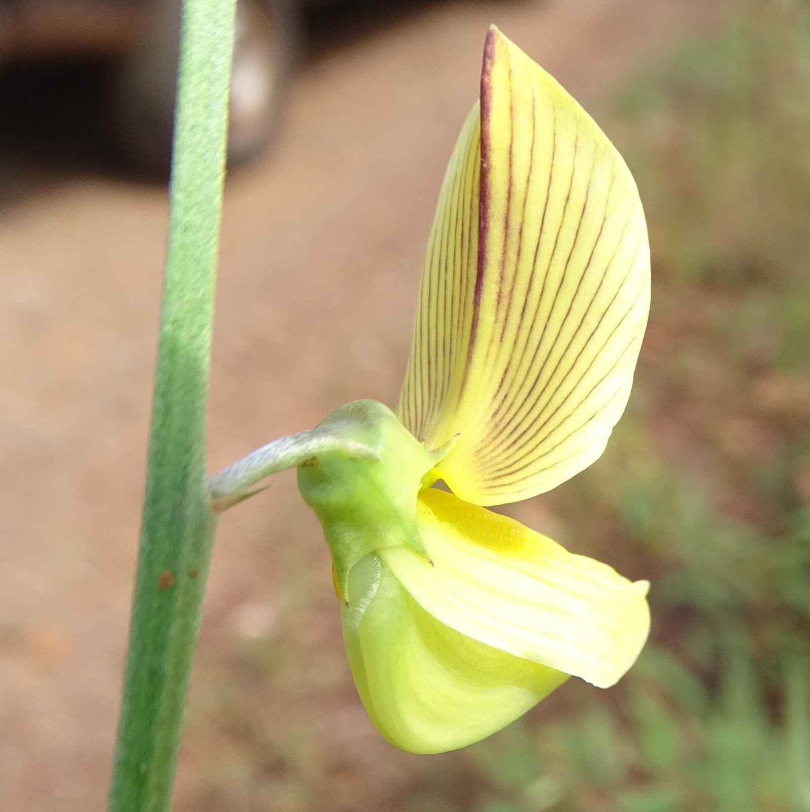 Fabaceae - Leguminosae no Brasil: Crotalaria