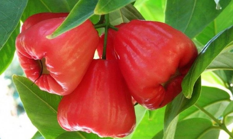 Langkah Mudah Mencangkok Tanaman Jambu Air Agar Cepat Berbuah