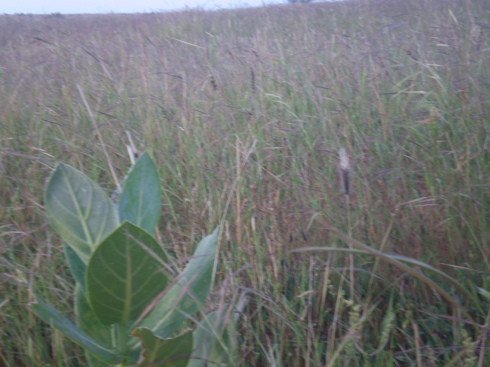 Monguel مونكل: مناظر طبيعية من مقاطعة مونكل