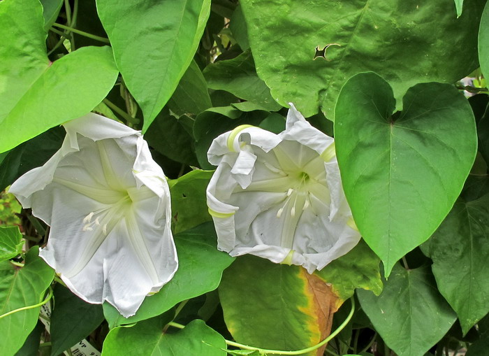Plantas y flores: Ipomoea