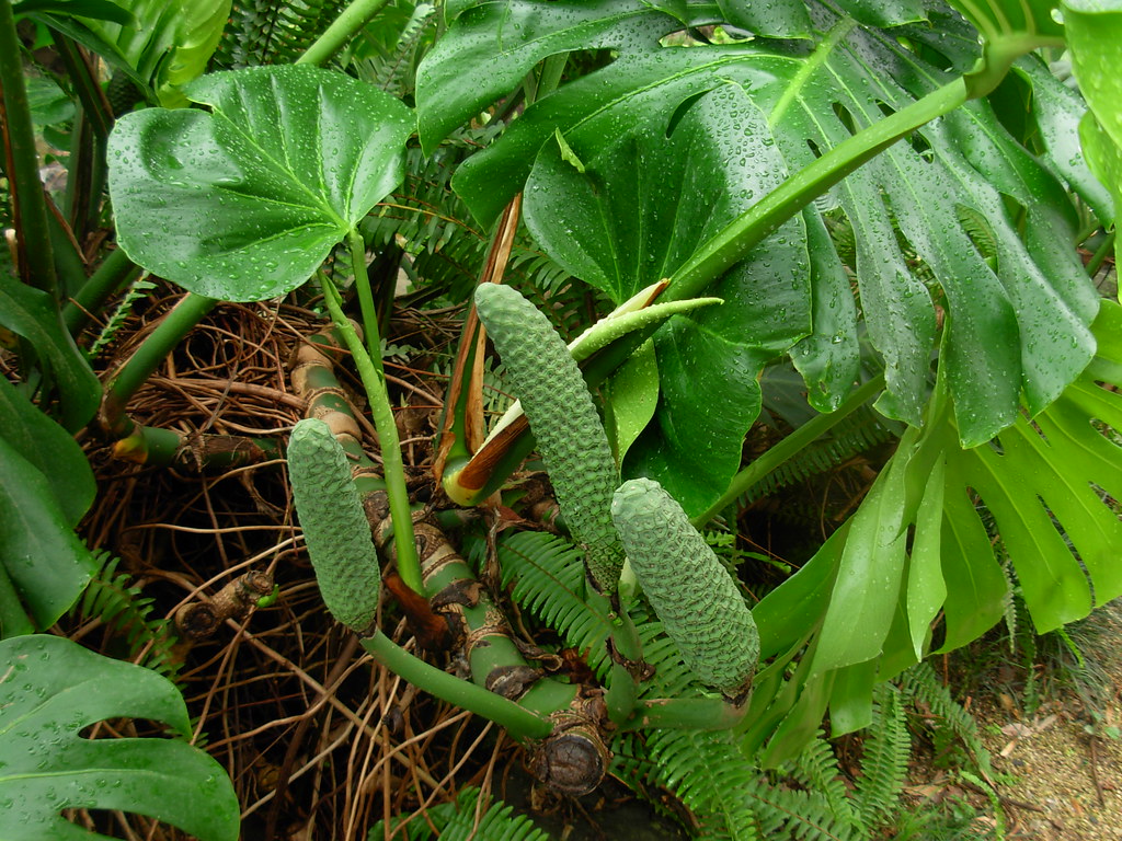Split leaf philodendron - Monstera deliciosa care and culture ...