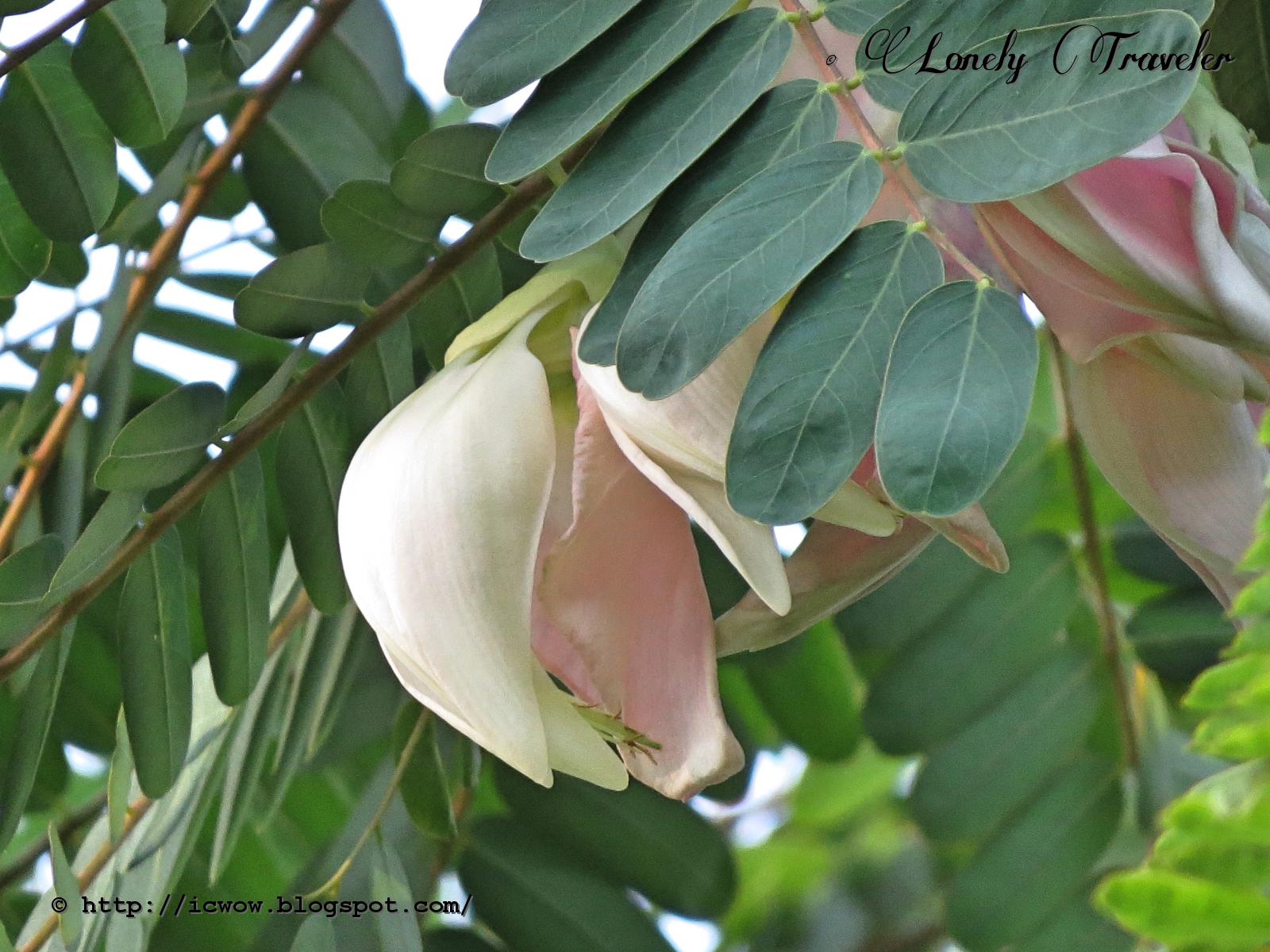 Bok Ful (বক ফুল) - Sesbania grandiflora