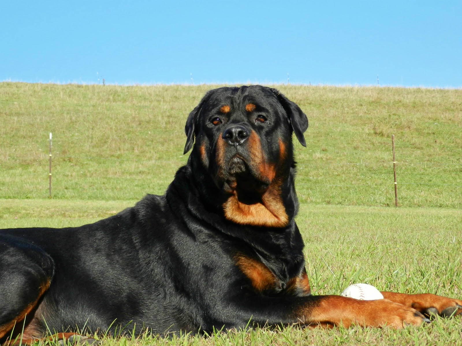 Hot tea and milk chocolate
