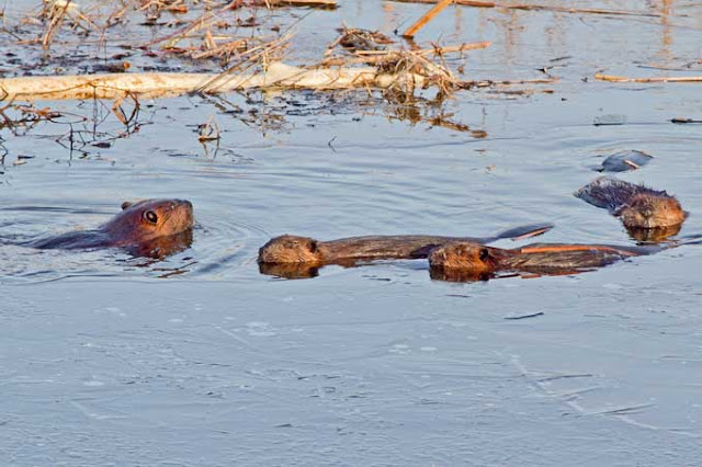 East Gwillimbury CameraGirl: Beavers/ Our World