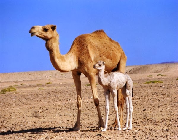 La Chachipedia: Camellos y dromedarios