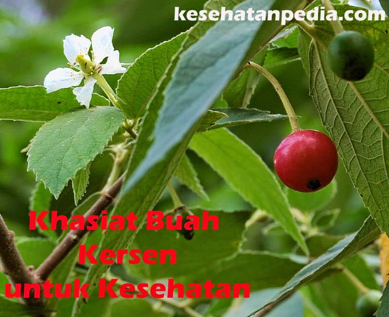 Khasiat Buah Kersen (Talok) untuk Kesehatan - kesehatanpedia