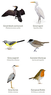 The sound of each bird touching their original sound technology ...