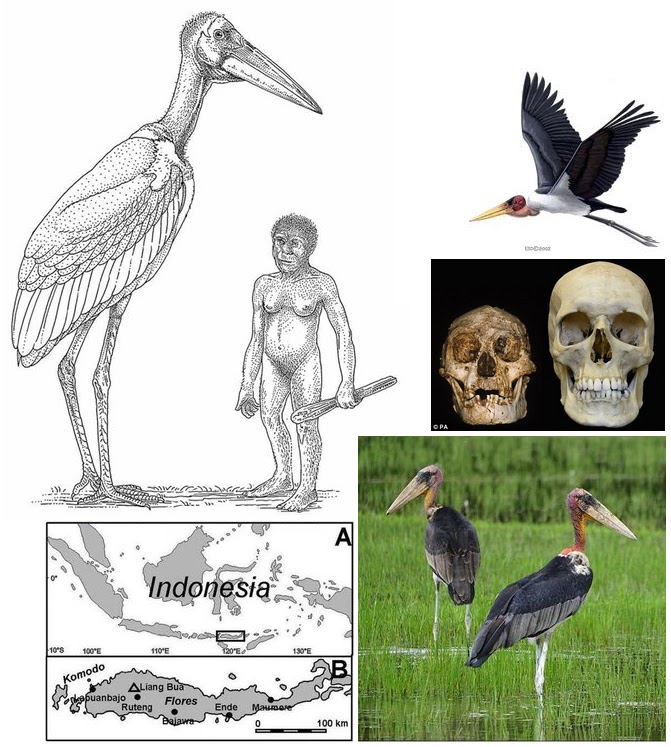 Species New to Science: [PaleoOrnithology • 2010] Leptoptilos robustus ...