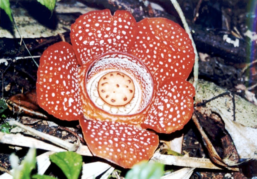 RAFFLESIA ARNOLDII FLOWER photos - wallpapers | the fun bank