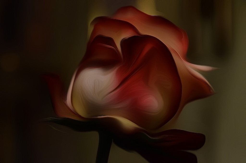 ps-pictureshop: Rose, Roza, hoa hồng, Roses, faqekuq, ruže, roser, roses,