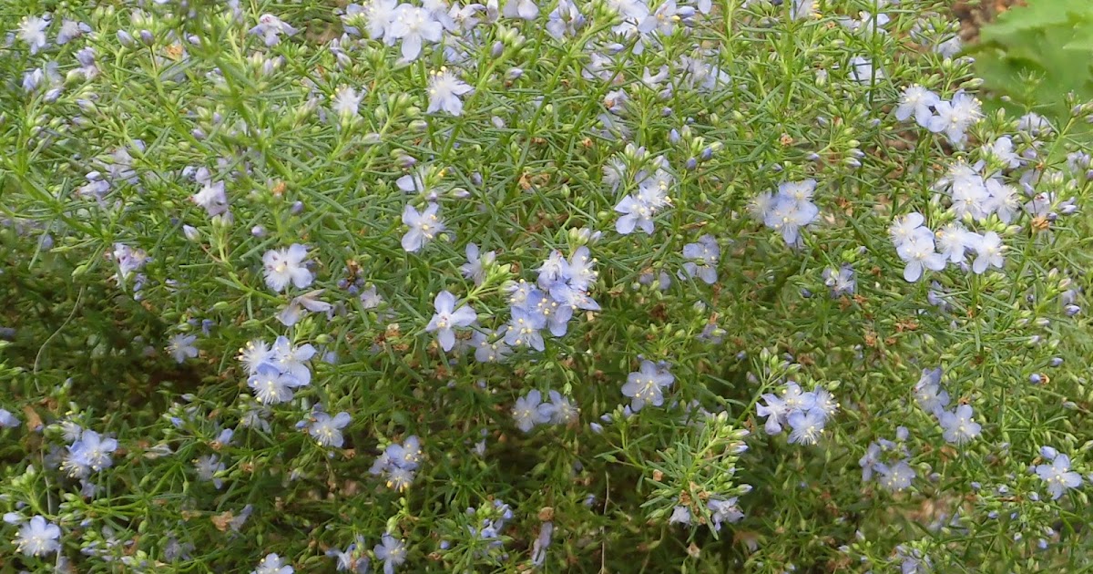 60歳で無職の優雅な日々: スコパリア・ブルー・メロン Scoparia 'Melongolly Blue'