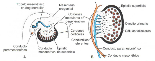 Embriología Ginecológica