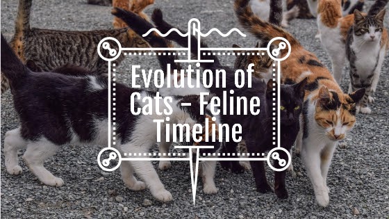 Evolution of Cats - Feline Timeline