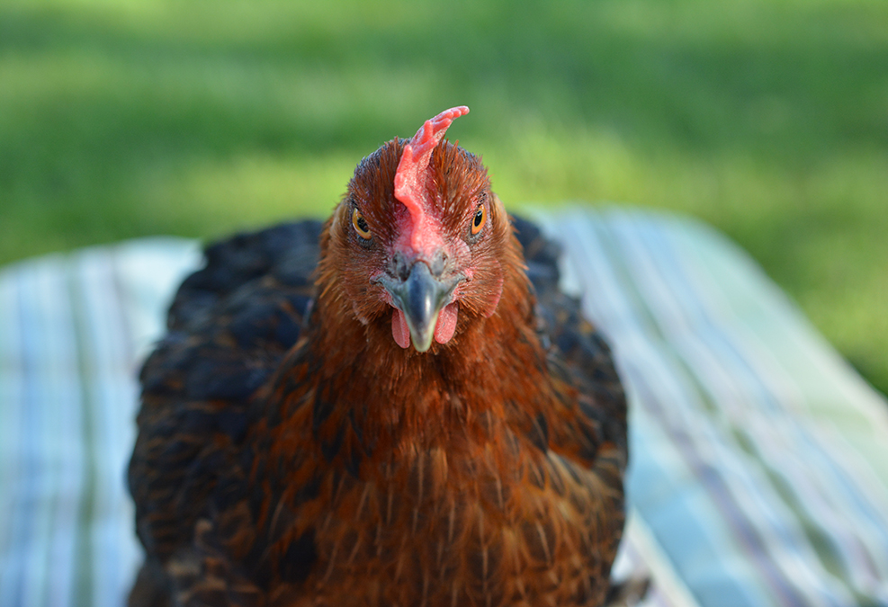 Knatolee's World: Lap chickens and other wonders