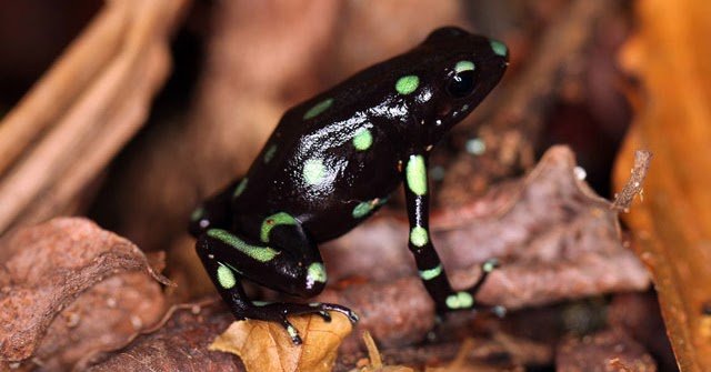 Katak Yang Paling Beracun Dan Mematikan Di Dunia - Berita Aneh dan Unik ...