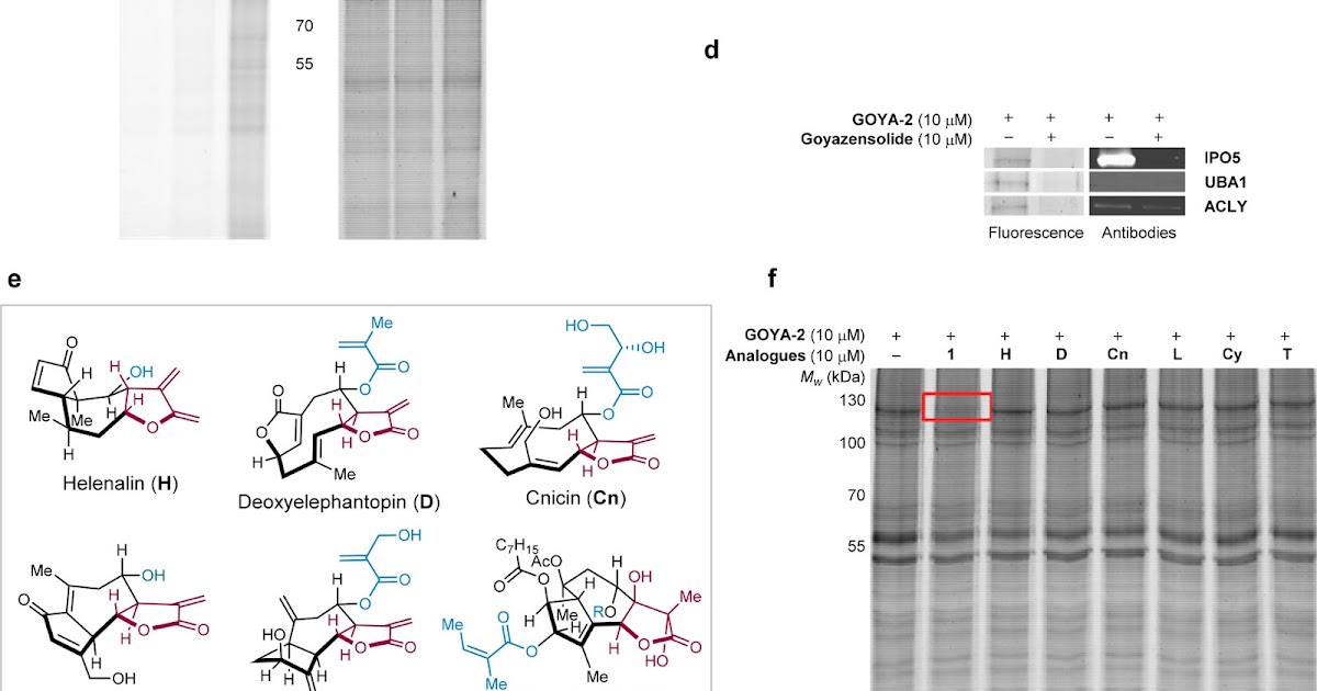 Covalent Modifiers: Identification of a Covalent Importin-5 Inhibitor ...