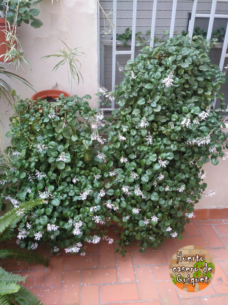 Huerto Casero de Quiquet: Planta del dinero o del dolar