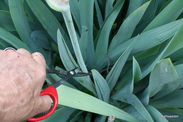 The Flower Bin: Taking care of Iris after they bloom