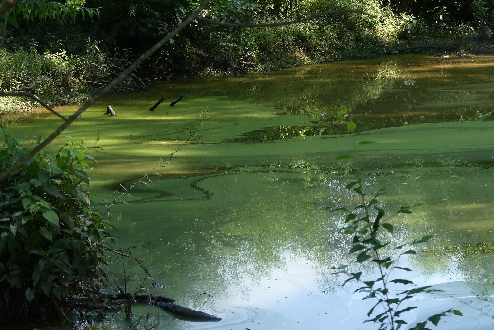 Raleigh Daily Photo: slimy swamp