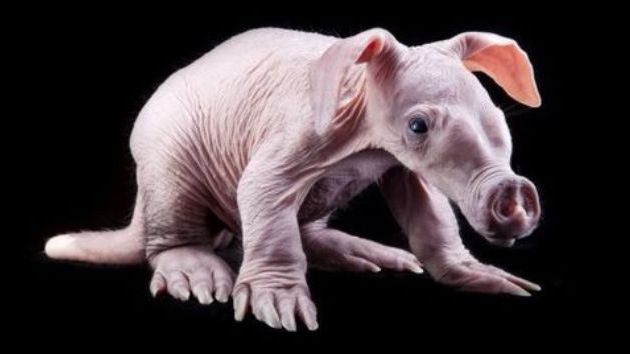 CRIATURAS Y HUMANOIDES: NACE EJEMPLAR DE CERDO HORMIGUERO EN RUSIA