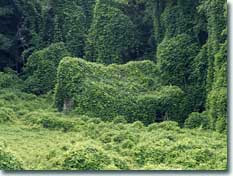 Healthy Comment: Five Benefits of Rocking a Beard