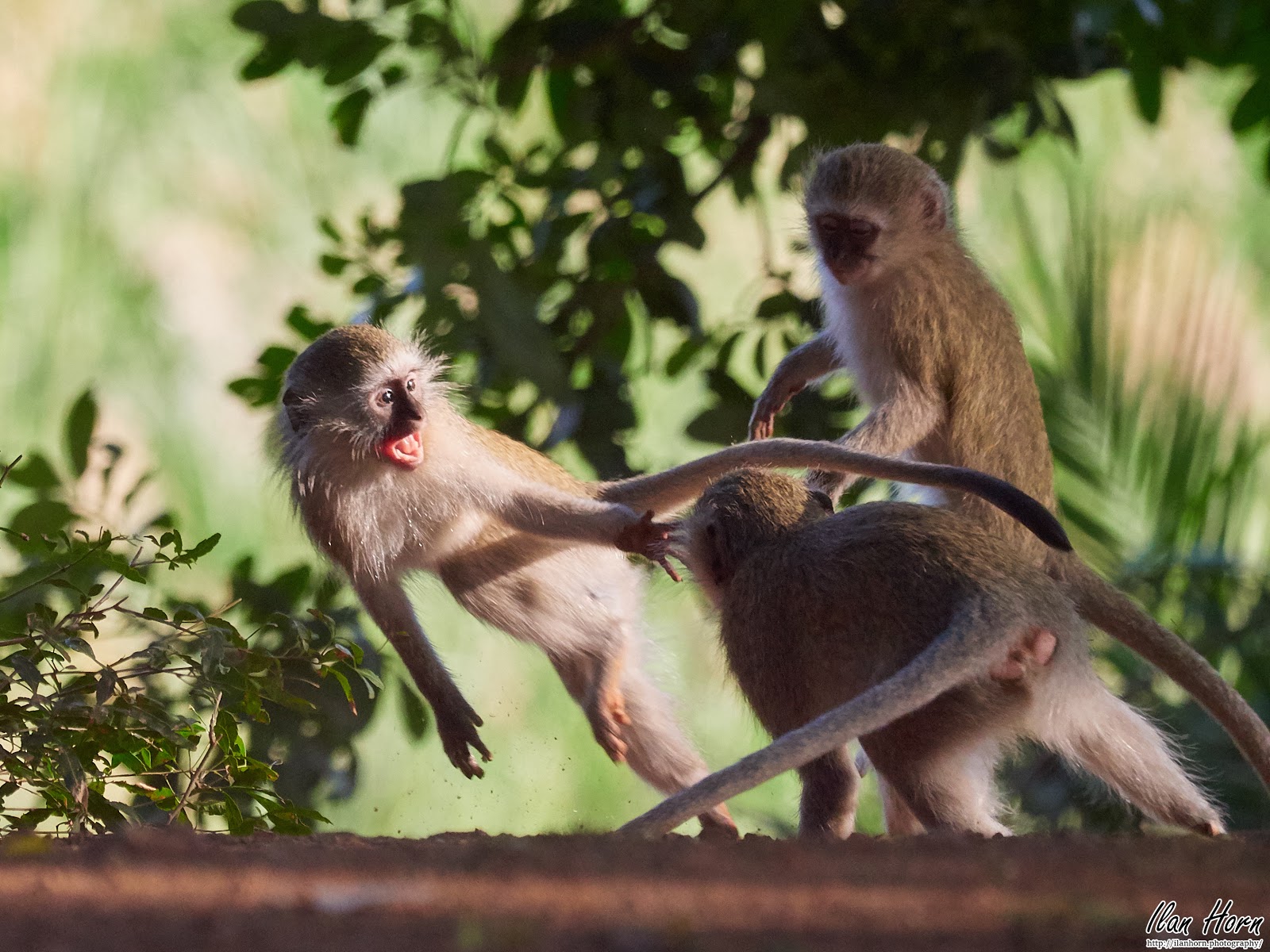 "Monkeys Playing" Appeared in FStoppers Magazine!