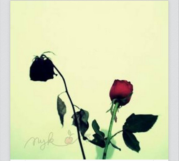 Foto Bunga Mawar Layu