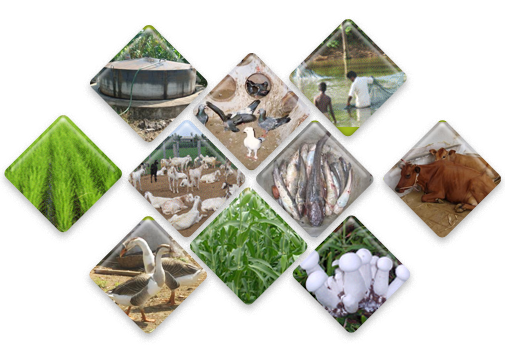 Integrated farming system in India: What is Integrated farming system ...