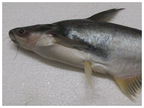 Fish Names in Tamil, English, Malayalam, Kannada, Telugu, Hindi ...