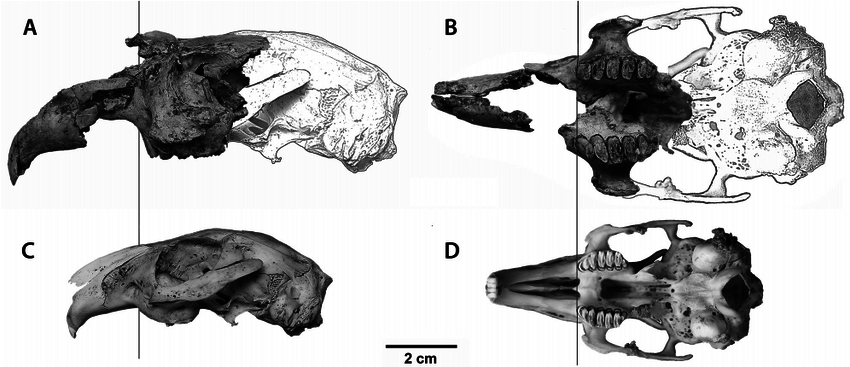 Extinct Animal of the Week: Lagomorph Illustrations