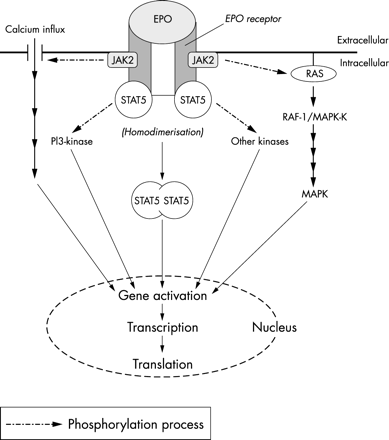 BIOL4550JJ: Erythropoietin - Function