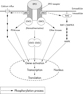 BIOL4550JJ: Erythropoietin - Function