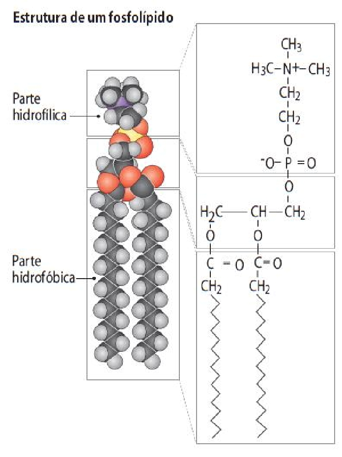 Biologia e Geologia ( e-portfólio ): Prótidos,Glícidos,Lípidos e Ácidos ...