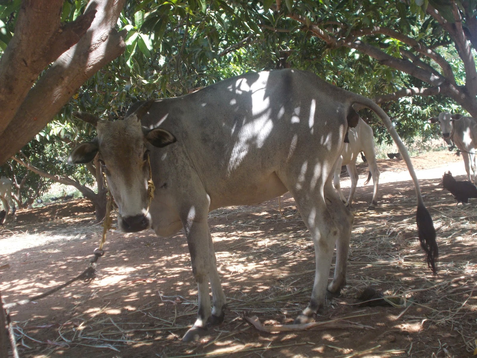 Tamil Nadu Cattle Breeds