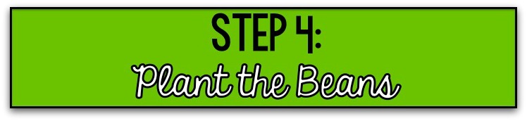 Bean Plant Investigations! - The Primary Punchbowl