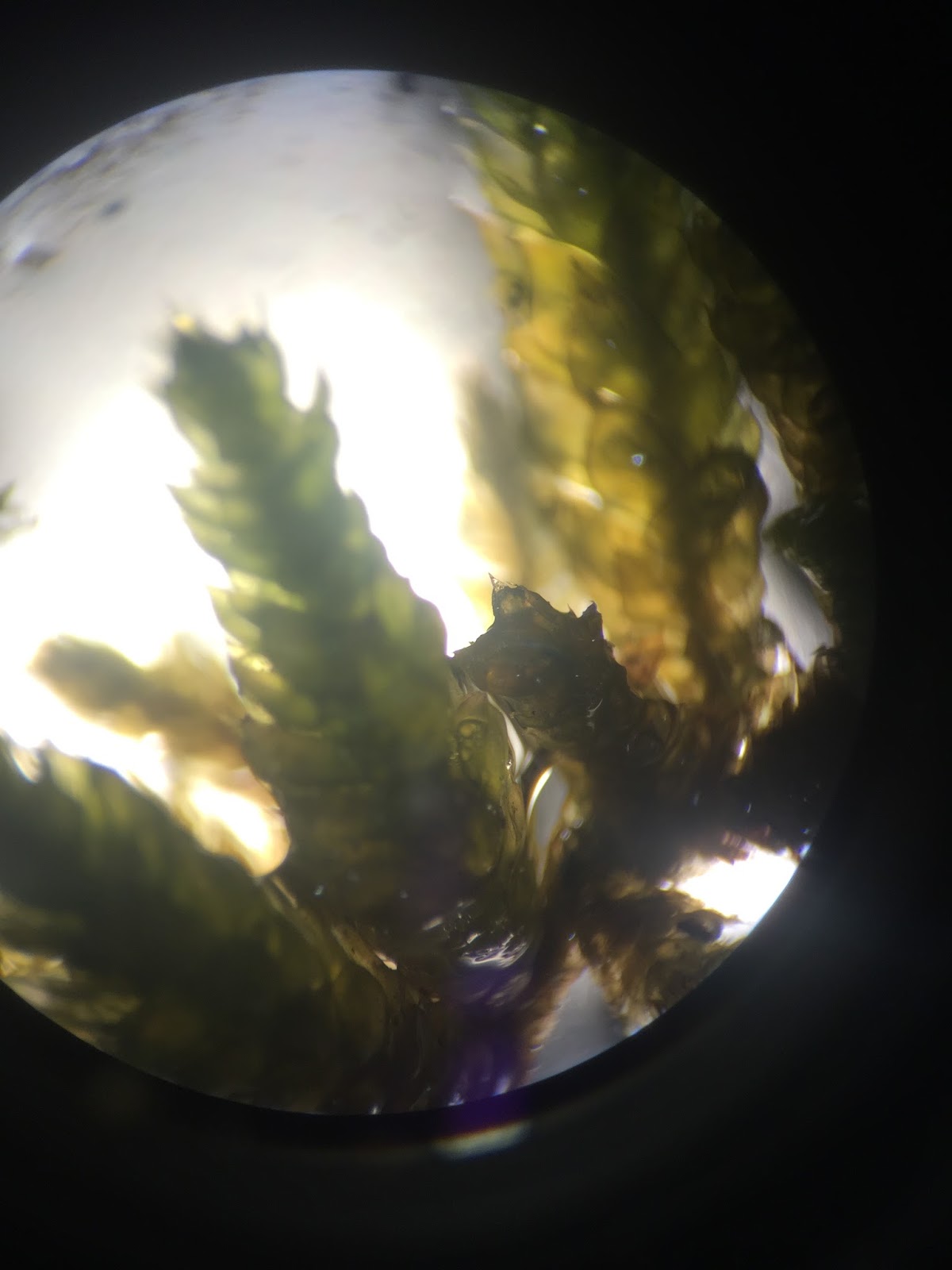 NonVascular Plants Lab: Moss Species Identification 1