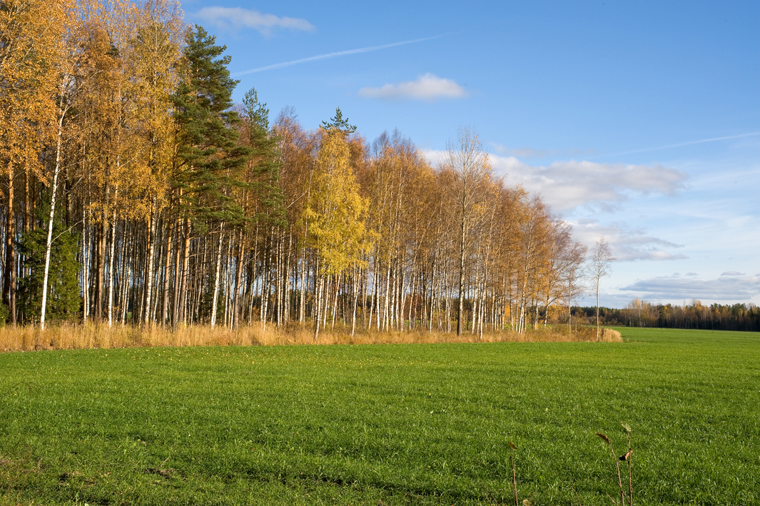 Kasvava metsa väärtus | Metsa ABC