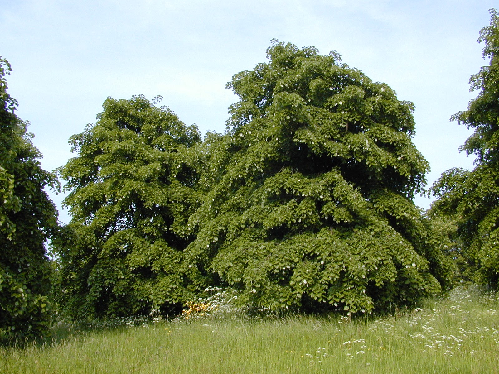 Trees of Santa Cruz County: Tilia tomentosa - Silver Linden
