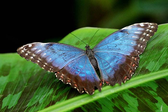 Natural Wallpapers, Amazing Photos, Nature Watch: Blue Butterfly ...