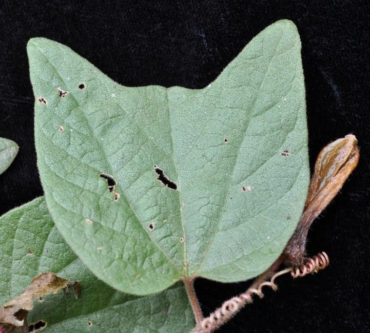 Flora de Puerto Rico Ilustrada Papo Vives: PASSIFLORACEAE PASSIFLORA ...