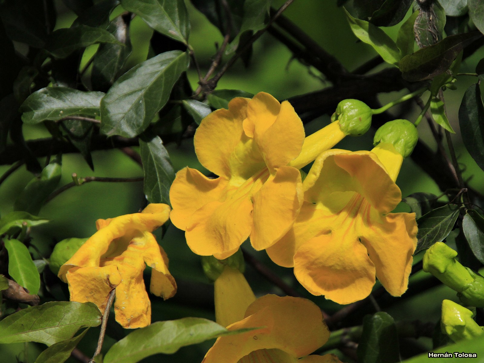 Flora Bonaerense: Uña de gato (Macfadyena unguis-cati)