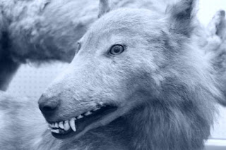 Abe's Animals: 2 recently extinct wolves that look scary