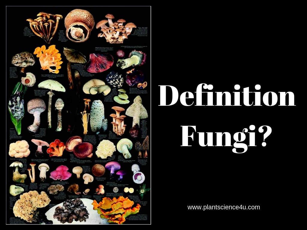 Fungi Definition