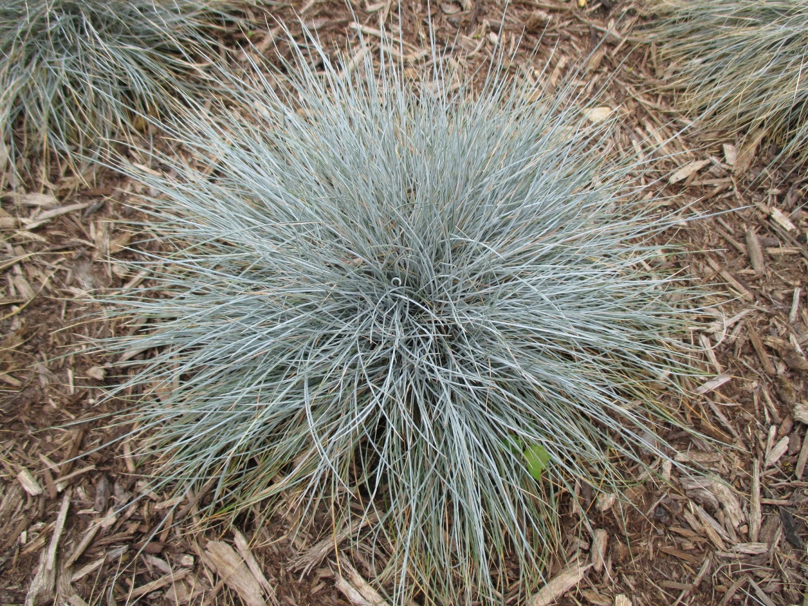 Blue Fescue (Festuca) - Rotary Botanical Gardens