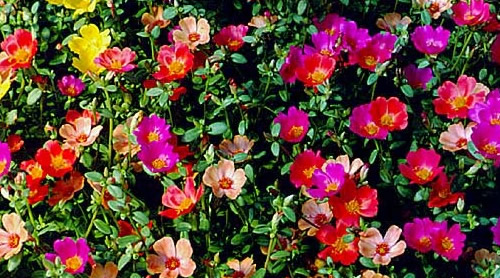 List of Flowers in the Philippines