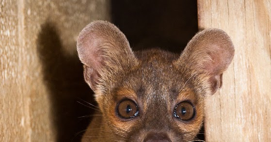 Cute!: Fossa Cub!
