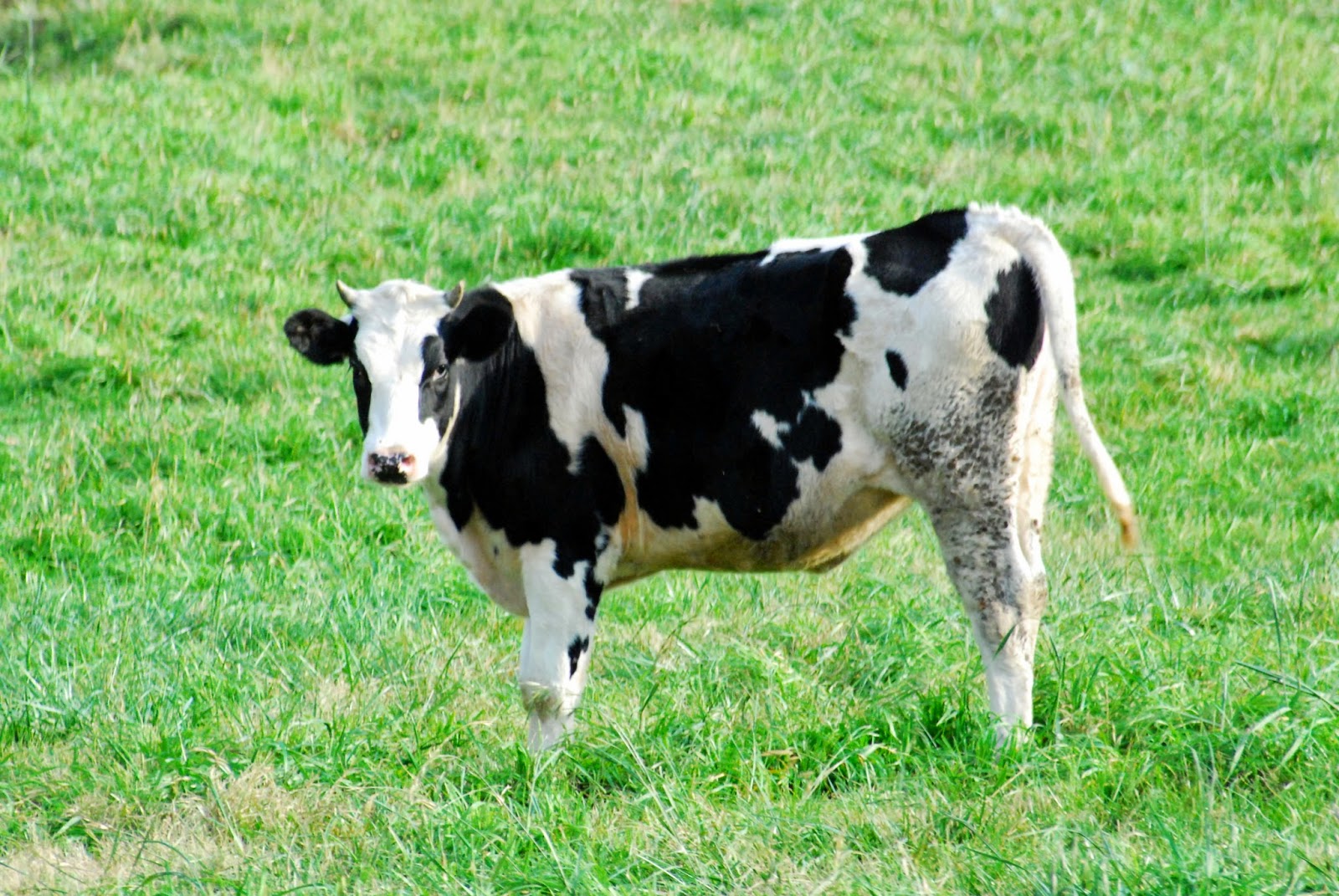 Hvad vejer en...: Hvad vejer en ko?