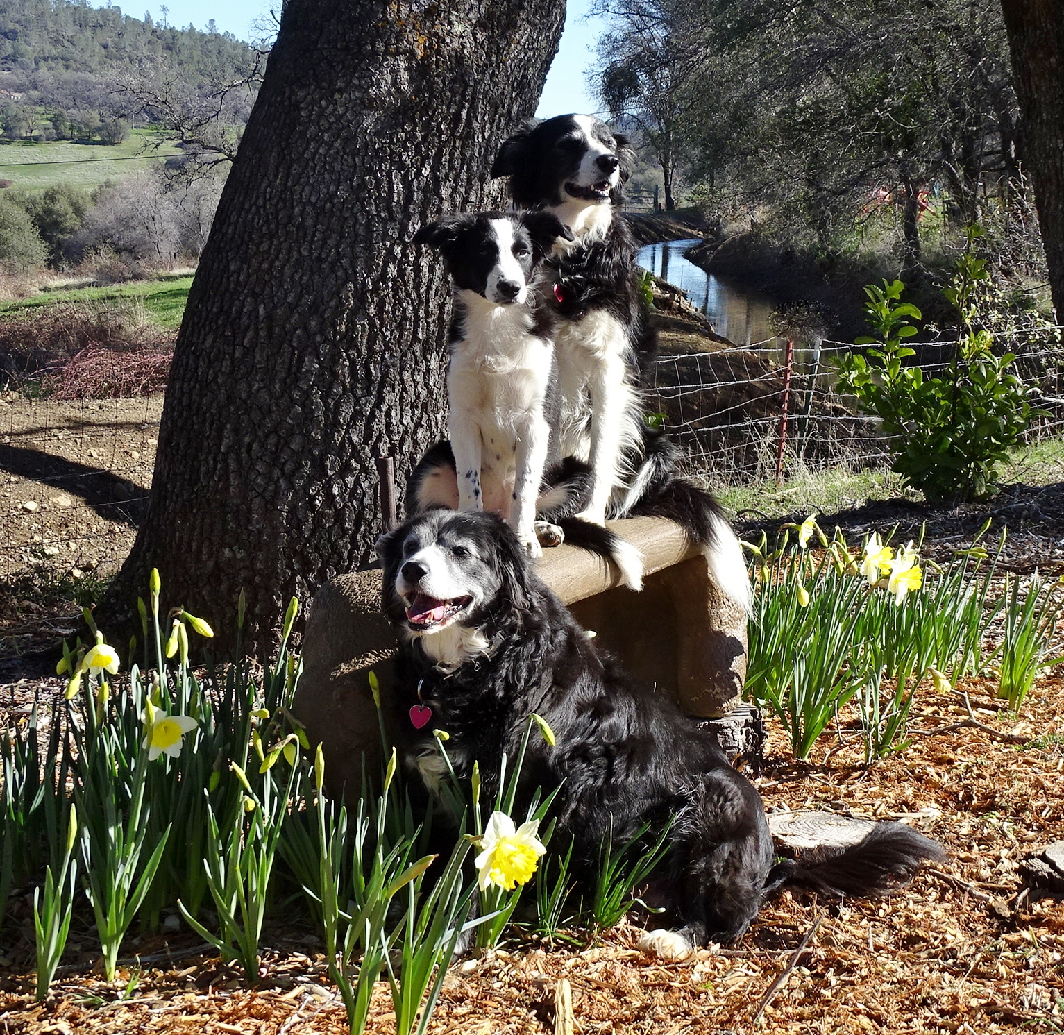 ...a quiet life...: tip toeing through the daffodils~