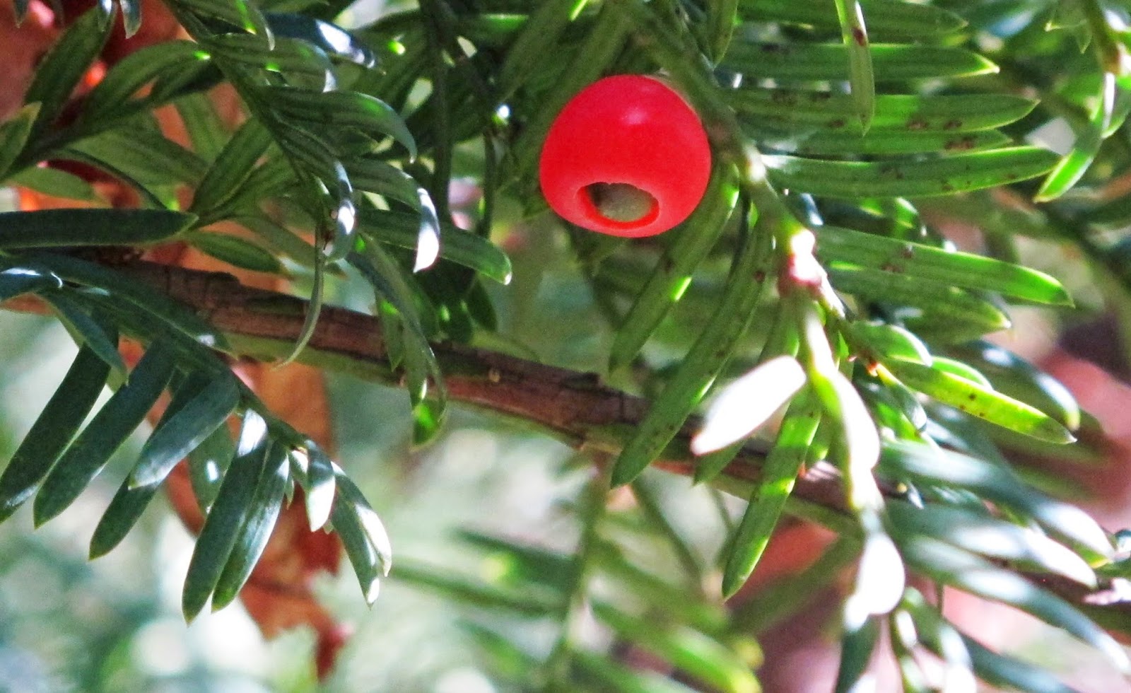 ÁRBOLES DE MADRID. El gato por las ramas.: TEJO DEL PALACIO DE ...