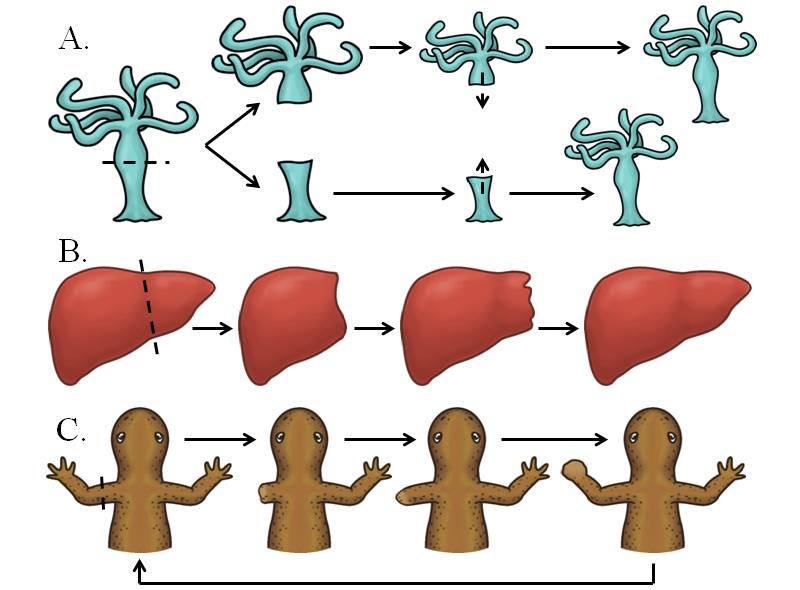 Example Of Regeneration